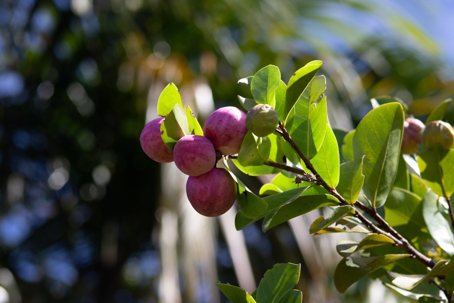 A Local's Guide to The Anse Major Beach & Hike