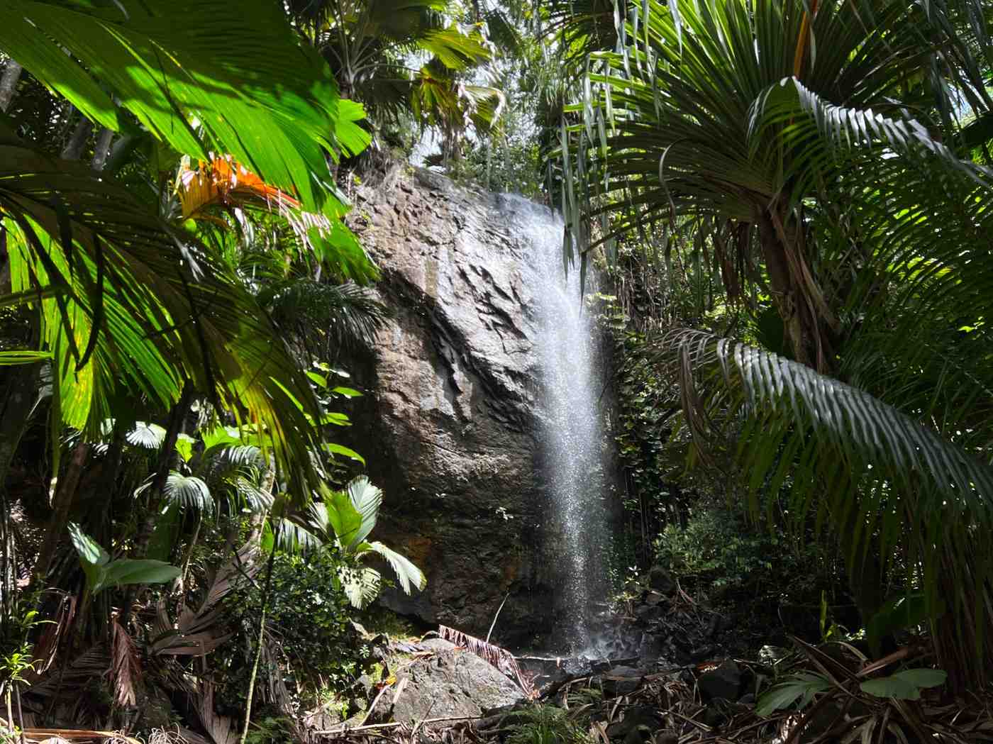 Captivating Seychelles Waterfalls: An Insider's Travel Guide
